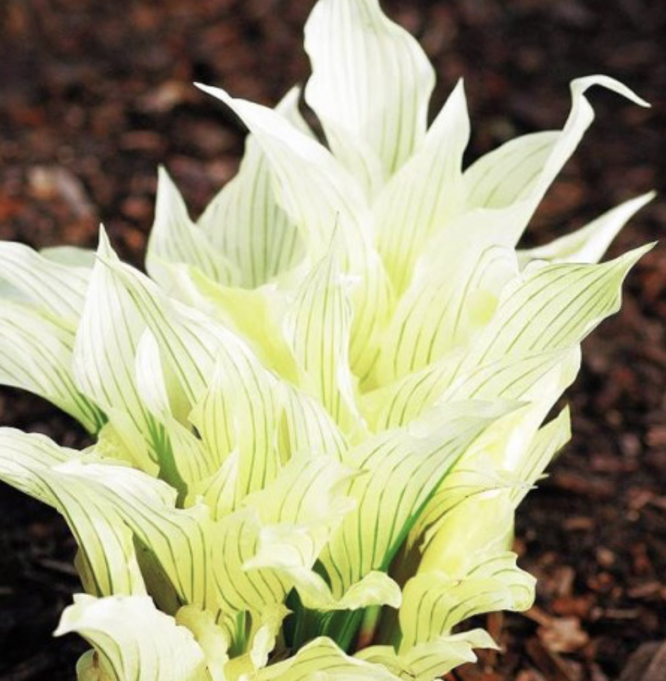 Plantsgarden